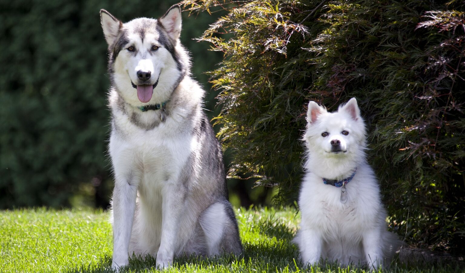 9 Best Types Of Alaskan Dog Breeds EN Pet YOLO