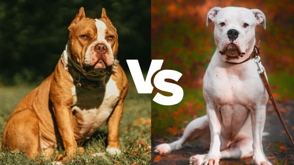 American Bully Vs American Bulldog: What's The Difference? EN Pet YOLO