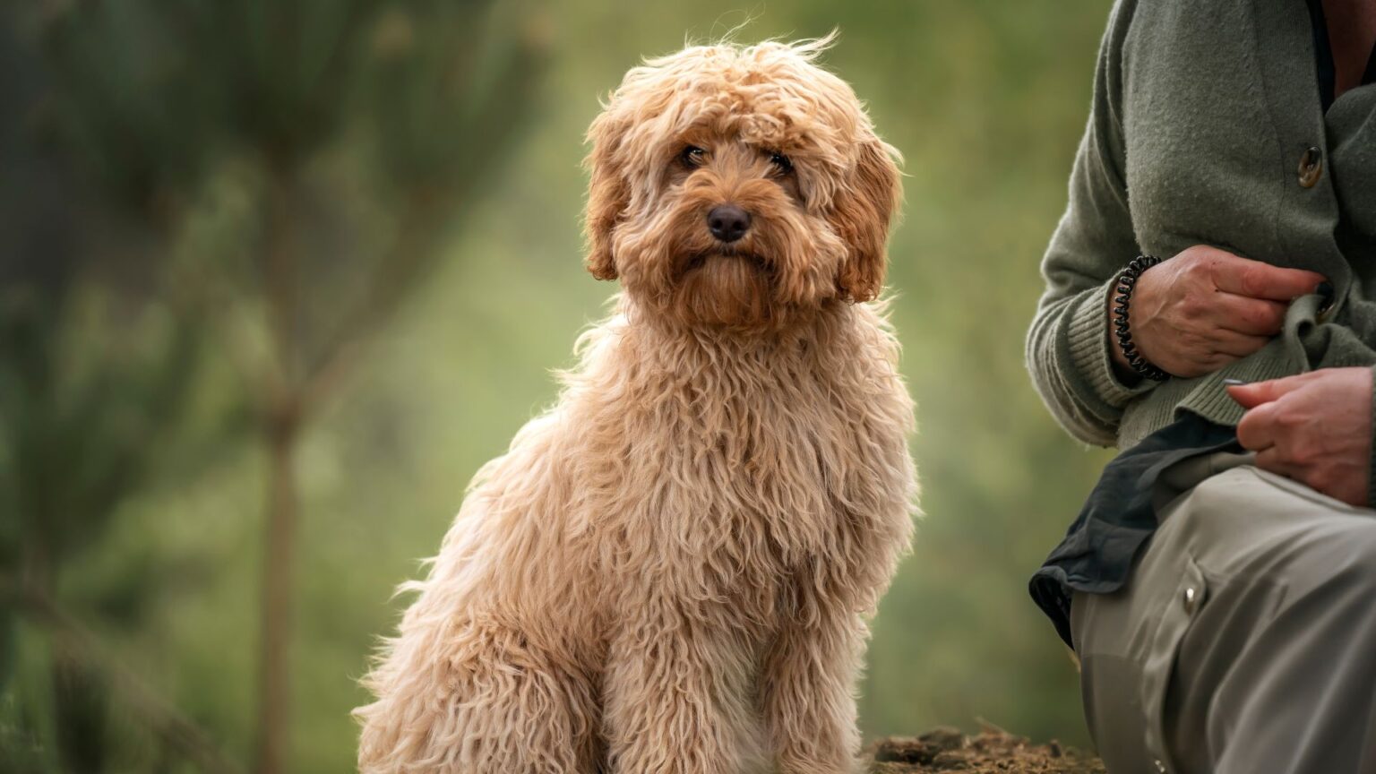 9 Best Dog Breeds Under 50 Lbs For Any Home EN Pet YOLO