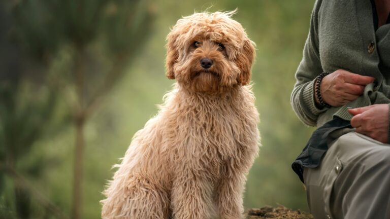 9 Best Dog Breeds Under 50 Lbs For Any Home EN Pet YOLO