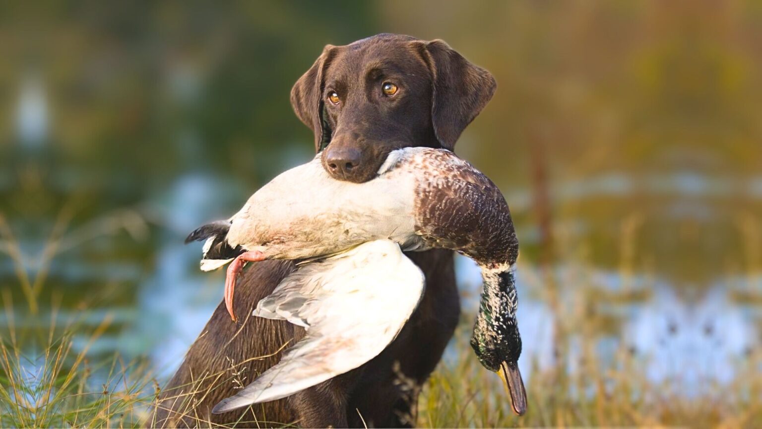 10 Best Duck Hunting Dog Breeds For Every Hunter EN Pet YOLO
