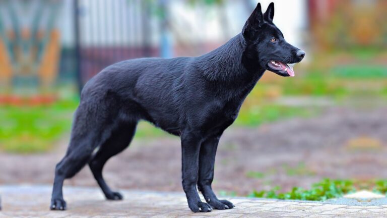 9 Best Black Guard Dog Breeds You Need To Know EN Pet YOLO