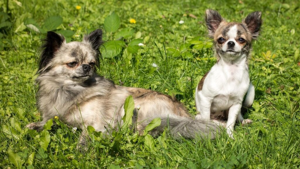 Top 9 Cheapest Dog Breeds EN Pet YOLO