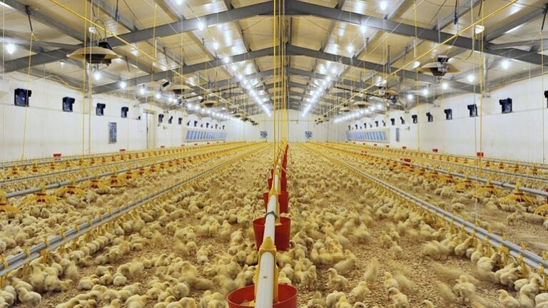 The Horrors Of Chicken Factory Farming Revealed EN Pet YOLO