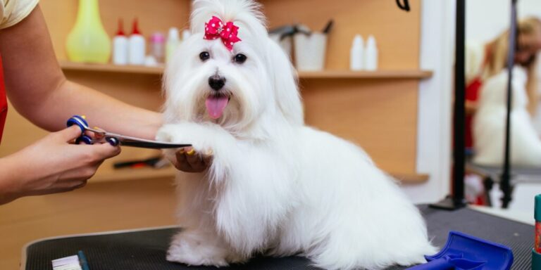 Dog Groomer Tip Calculator - How Much To Tip A Dog Groomer? EN Pet YOLO