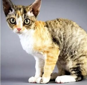 150 German Cat Names: Unique And Meaningful Choices For Your Feline ...