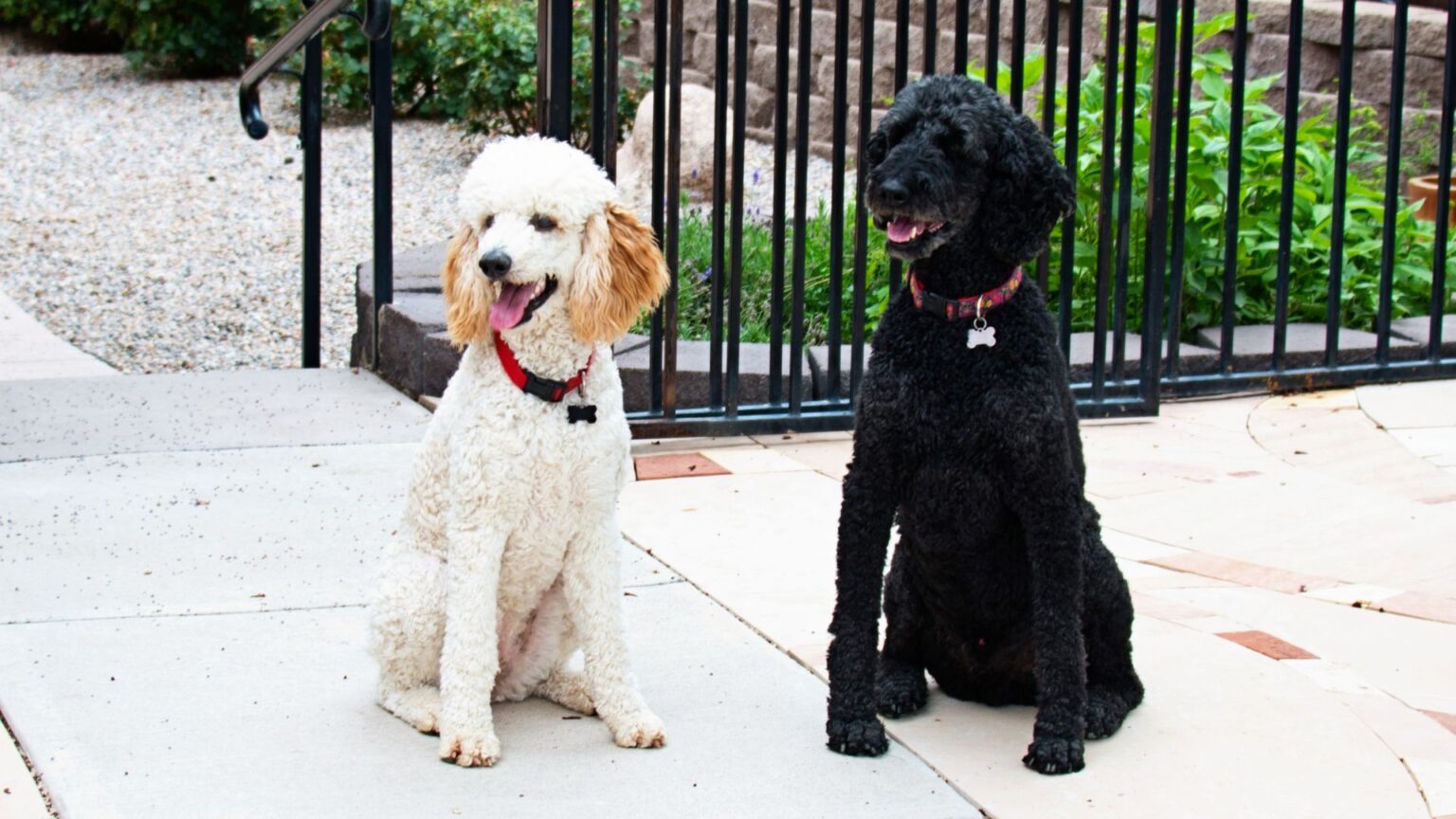 9 Best Guard Dog Breeds That Don't Drool EN Pet YOLO