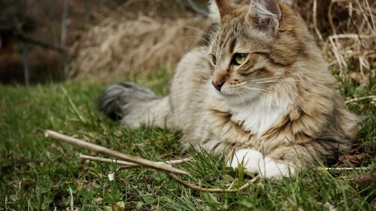 25 One-Eyed Cat Names EN Pet YOLO