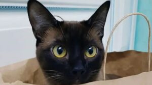 150 Playful Cat Names For Energetic And Lively Felines EN Pet YOLO