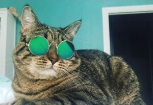 100 Punny Rapper Cat Names To Amp Up The Cool Quotient! EN Pet YOLO
