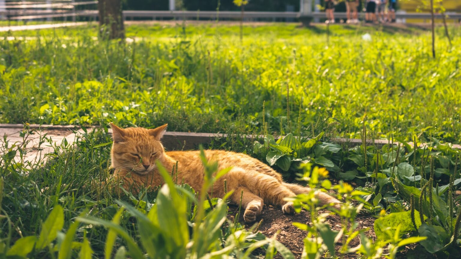 100 Russian Cat Names: Unveiling A World Of Unique And Meaningful Names ...