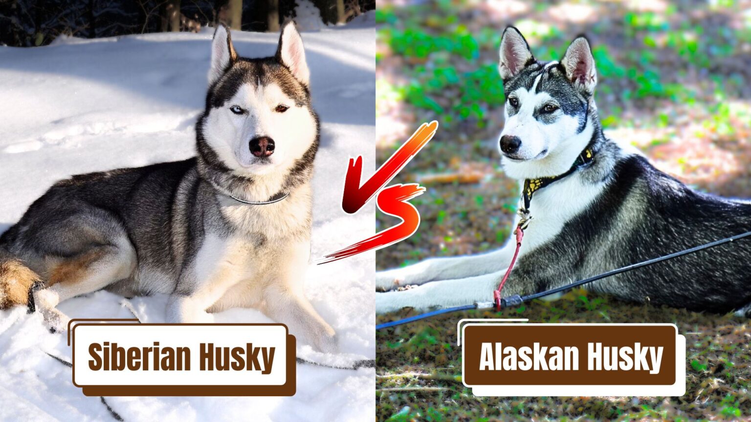 Alaskan Husky Vs Siberian Husky: What's The Difference? EN Pet YOLO