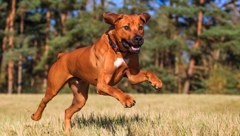 9 Biggest Guard Dog Breeds On Earth EN Pet YOLO