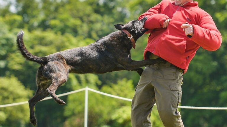 Dog Attacks By Breed - Dog Bite Statistics & Fatalities 2024 EN Pet YOLO