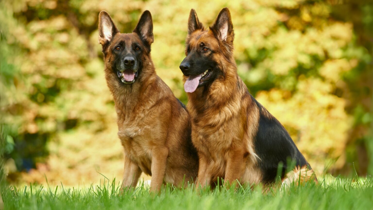 Top 9 Best Guard Dogs That Thrive In Hot Climates EN Pet YOLO