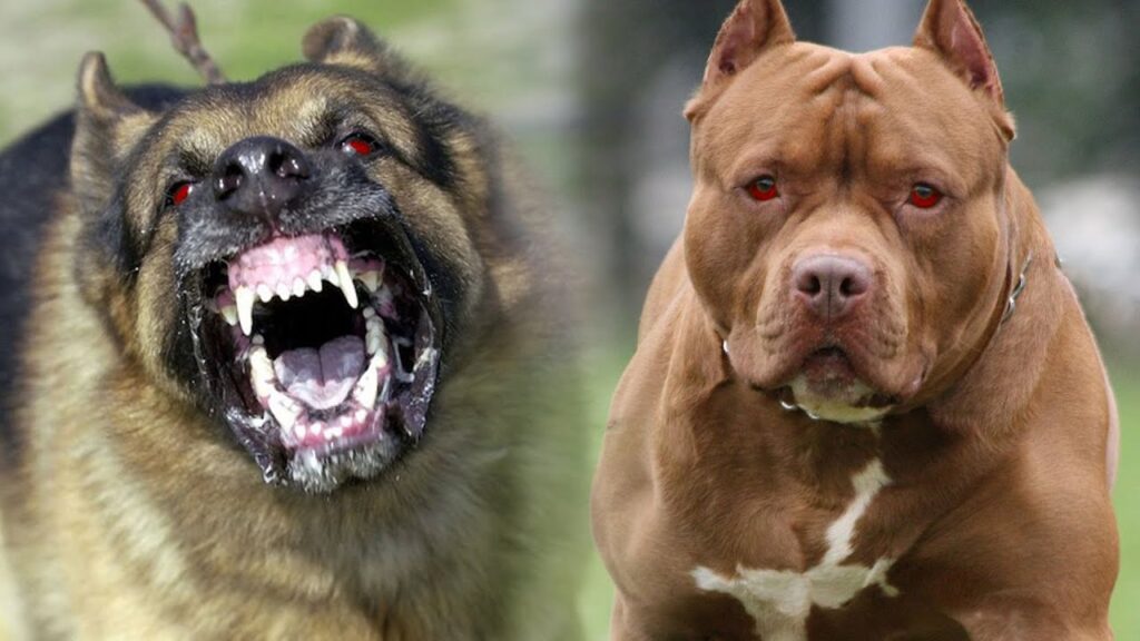 The 15 Most Dangerous Dog Breeds In 2024 EN Pet YOLO