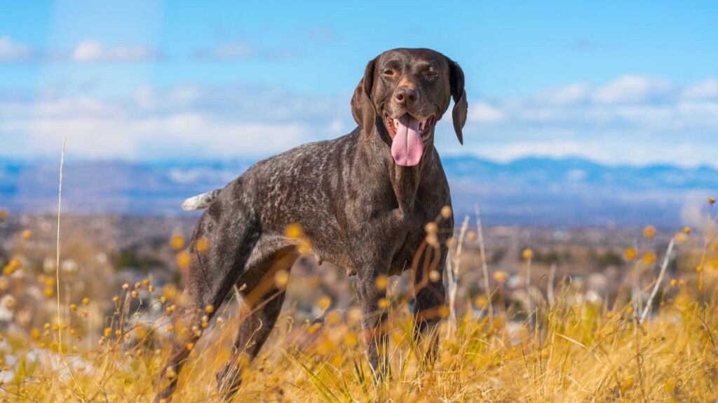12 Types Of Pointer Dog Breeds EN Pet YOLO
