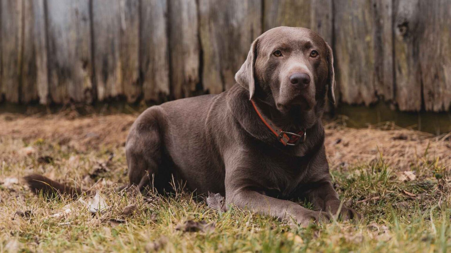 7 Best Dog Breeds For Rural Areas EN Pet YOLO