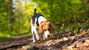 7 Best Sniffing Dog Breeds For Tracking And Detection EN Pet YOLO