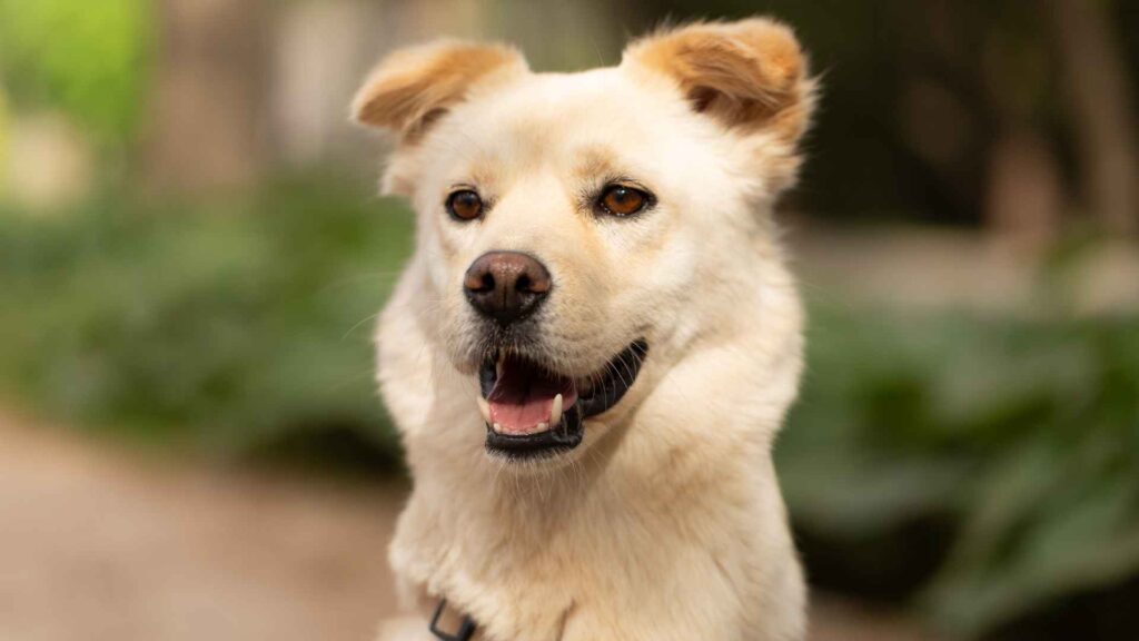 7 Korean Dog Breeds You’ve Never Heard Of But Will Love EN Pet YOLO