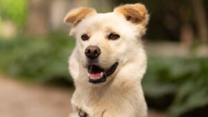 7 Korean Dog Breeds You’ve Never Heard Of But Will Love EN Pet YOLO