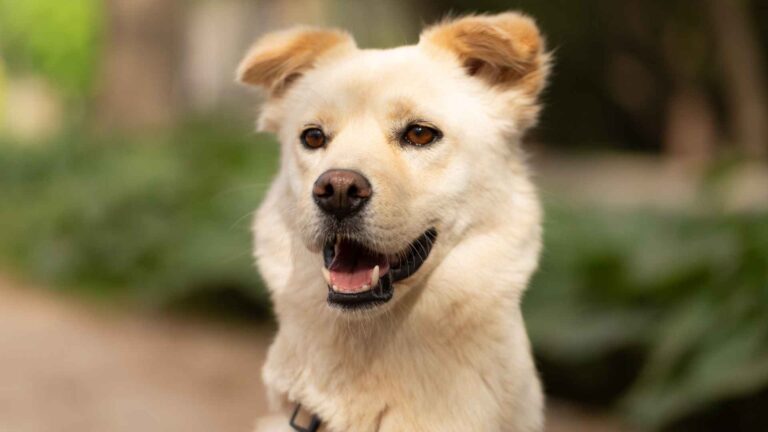 7 Korean Dog Breeds You’ve Never Heard Of But Will Love EN Pet YOLO