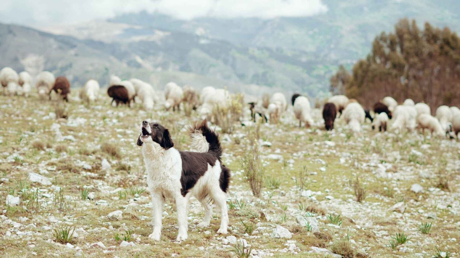10 Livestock Guard Dog Breeds For Protection EN Pet YOLO