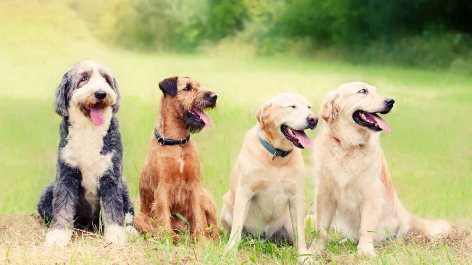 7 Most Expensive Guard Dog Breeds In World EN Pet YOLO