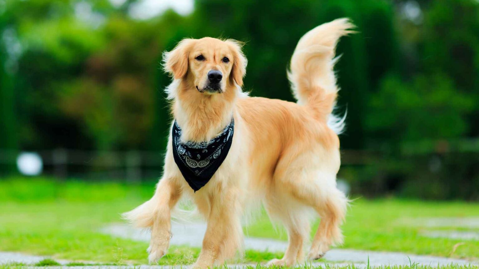 10 Most Popular Dog Breeds Of 2024 EN Pet YOLO