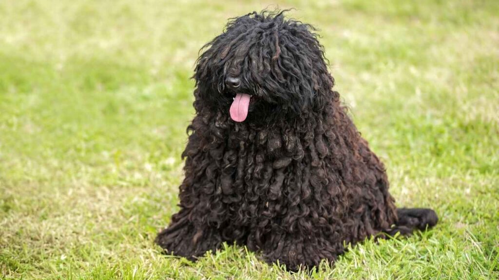10 Best Non-Shedding Guard Dog Breeds EN Pet YOLO
