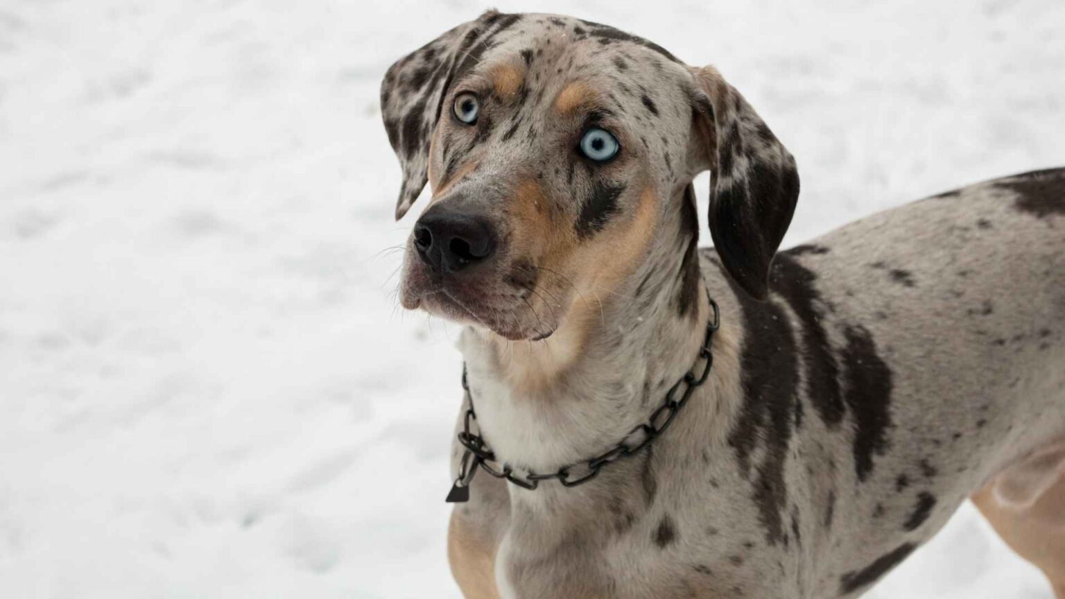 9 Rarest Dog Breeds That Are Truly Unique & Fascinating EN Pet YOLO