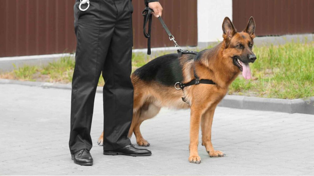 10 Types Of Guard Dog Breeds For Families And Homes EN Pet YOLO