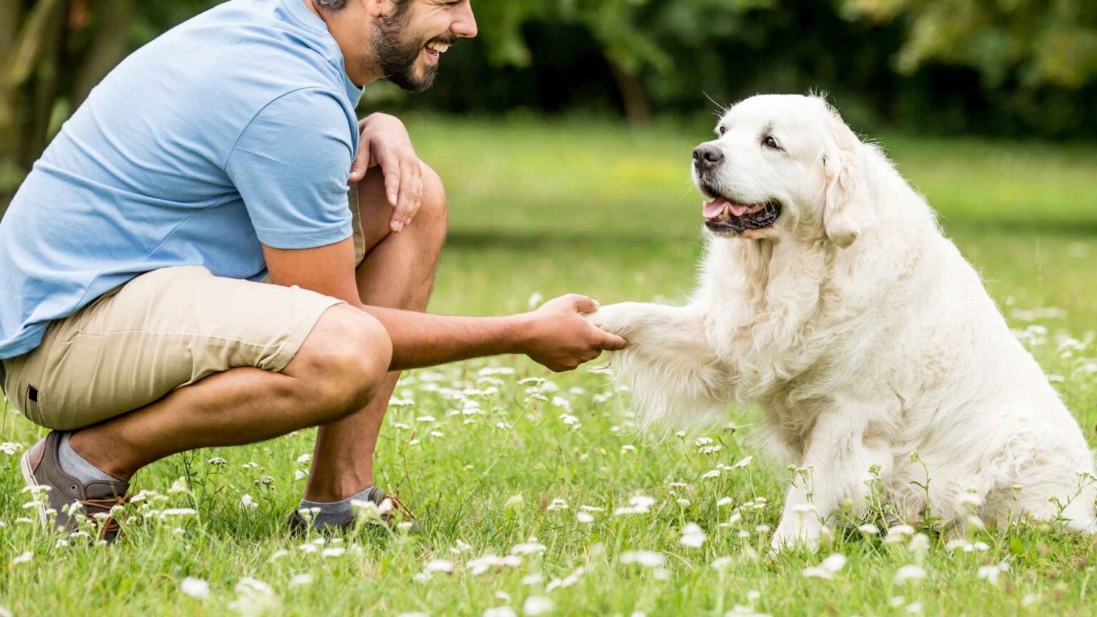 10 Easiest Dog Breeds For First-Time Owners EN Pet YOLO