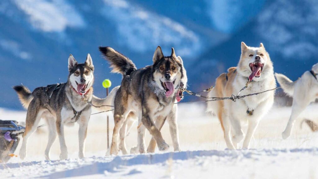 10 Types Of Sled Dog Breeds For Snow Adventures EN Pet YOLO