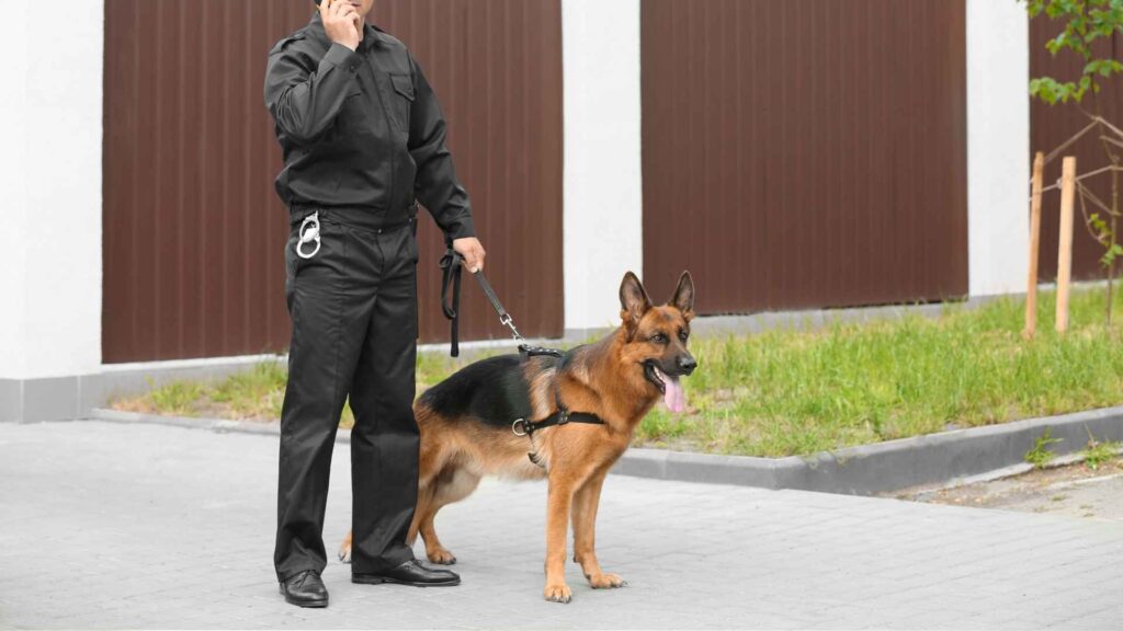 10 Working Dog Breeds For Every Task And Job EN Pet YOLO