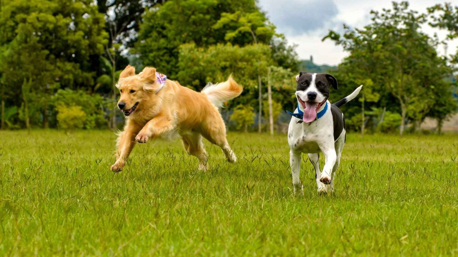 9 Athletic Dog Breeds For Active Owners EN Pet YOLO