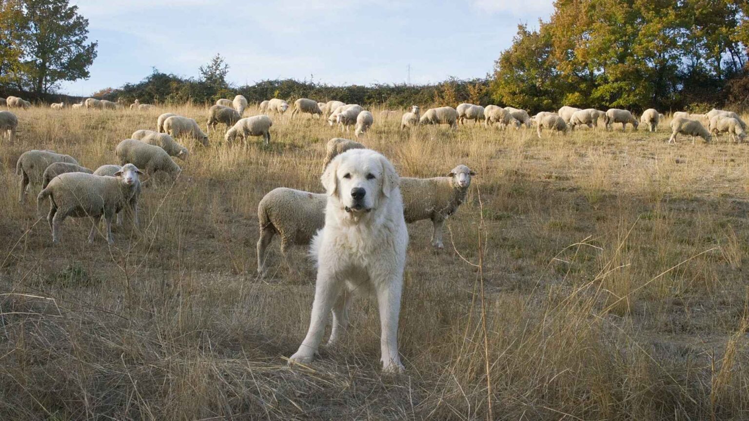 9 Livestock Guardian Dog Breeds For Protecting Sheep From Predators EN ...