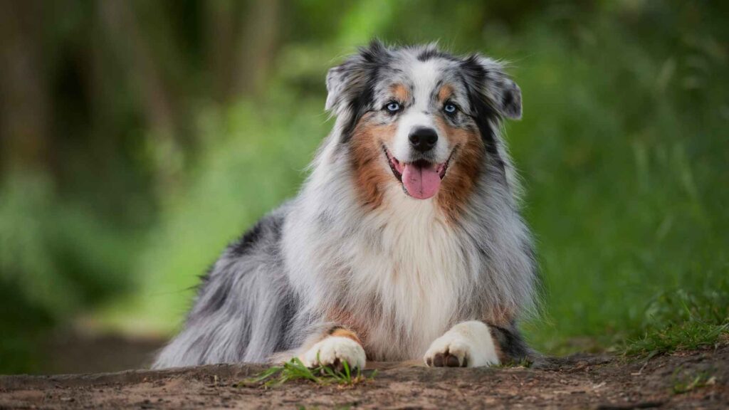 9 Prettiest Dog Breeds That Will Steal Your Heart EN Pet YOLO