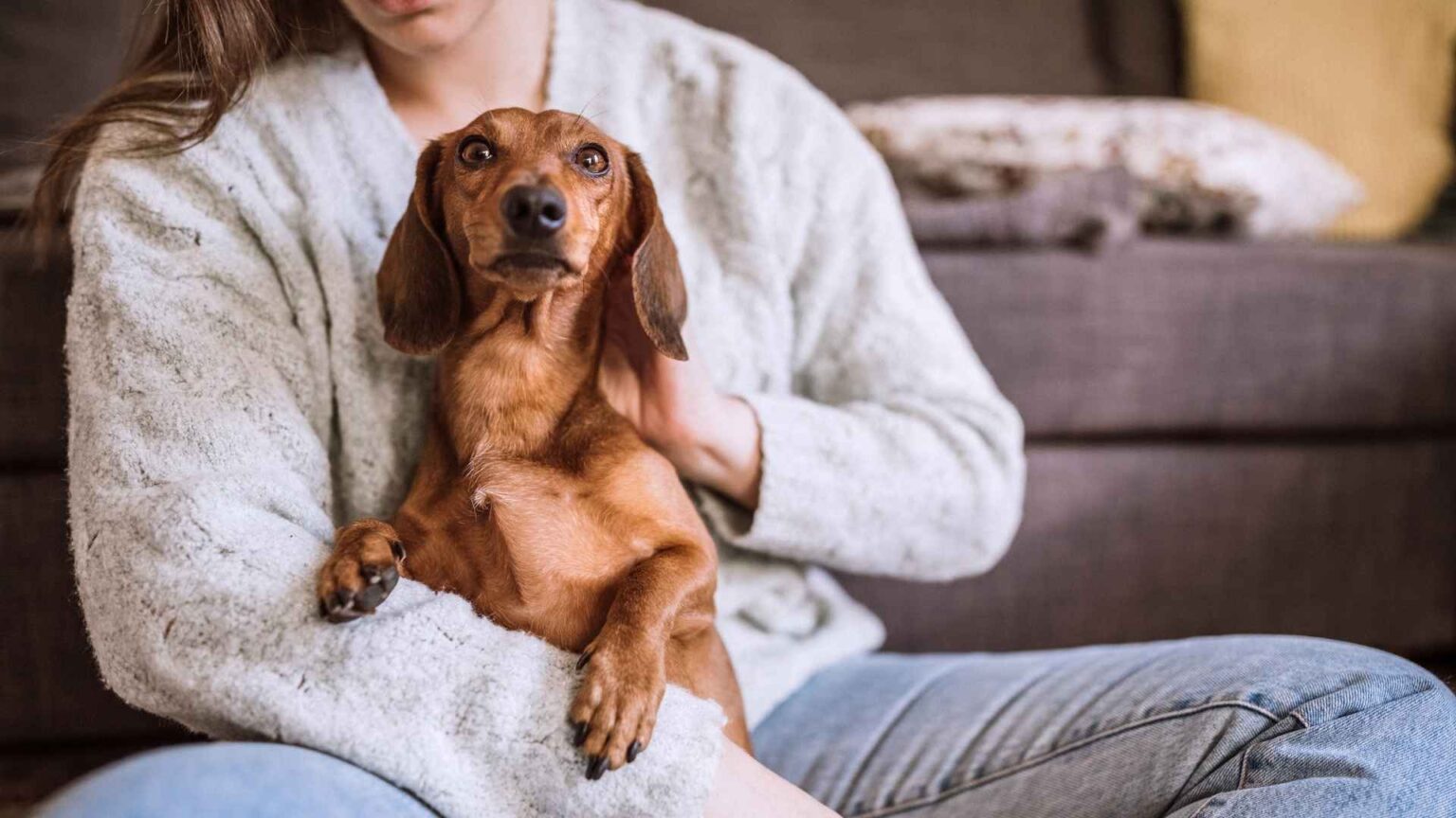 9 Small Lap Dog Breeds That Are Made For Cuddling EN Pet YOLO