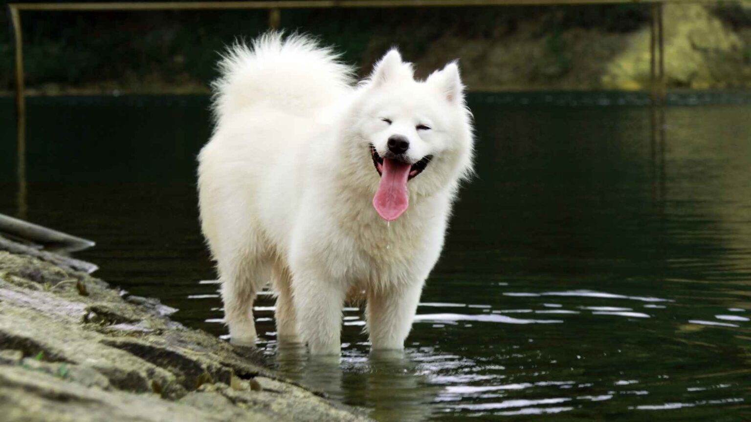 10 Adorable Smiling Dog Breeds EN Pet YOLO