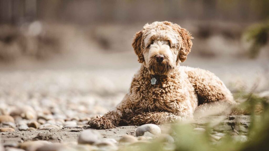 7 Best Hybrid Dog Breeds You’ll Love EN Pet YOLO