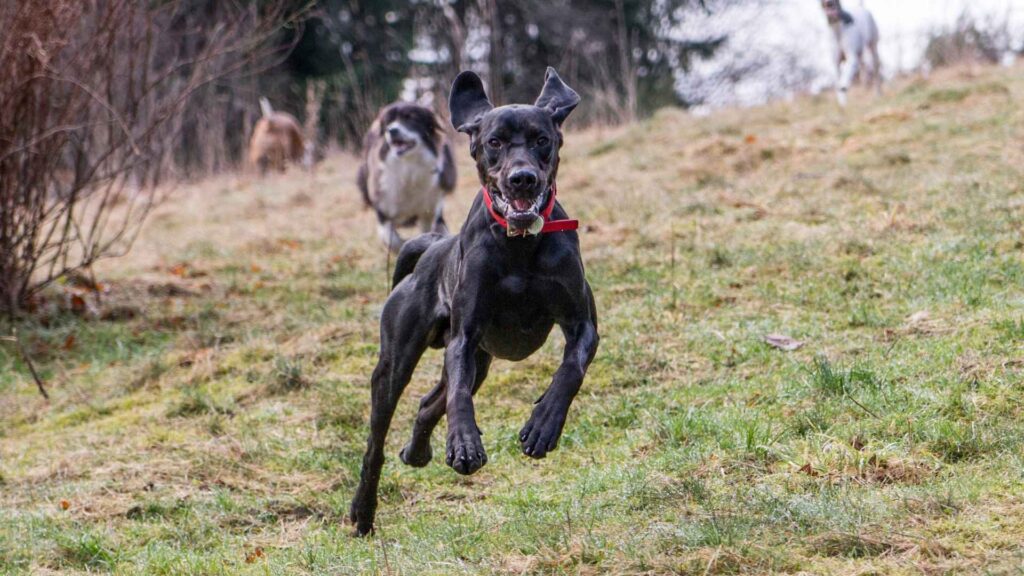 10 Best Outdoor Dog Breeds For Adventurous Families EN Pet YOLO