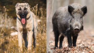 7 Boar Hunting Dog Breeds For Thrilling Wild Pigs EN Pet YOLO