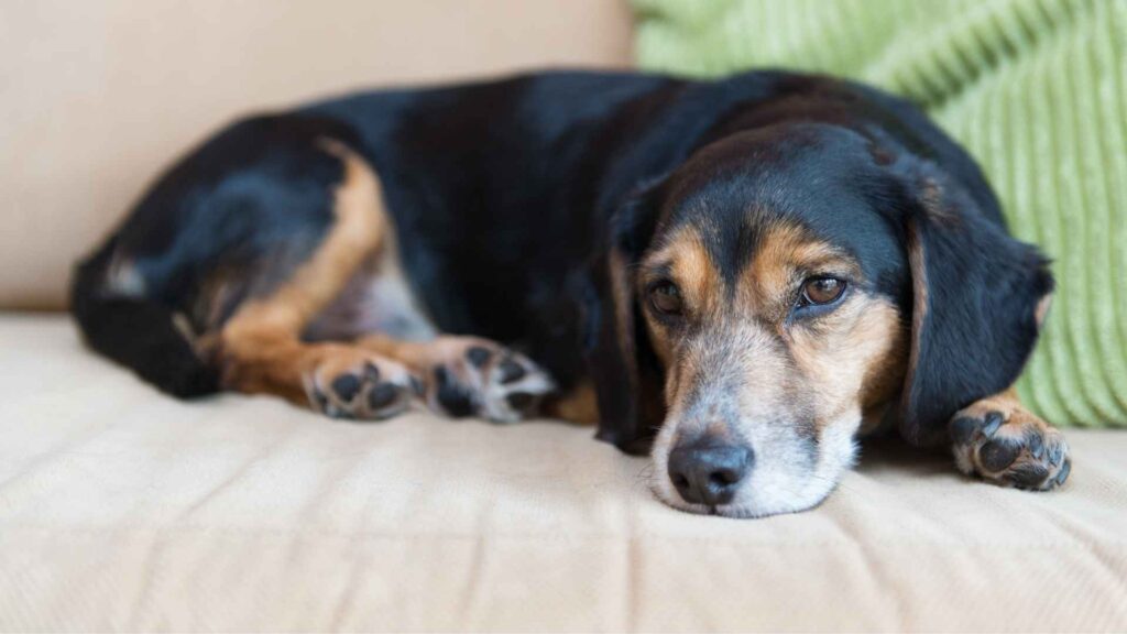 10 Calm Dog Breeds With Easygoing Personalities EN Pet YOLO