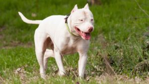 10 Most Coolest Dog Breeds In The World EN Pet YOLO