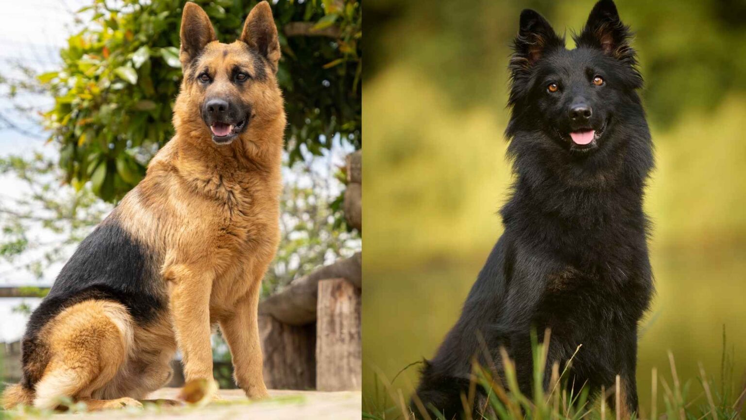 9 Dog Breeds That Looks Like German Shepherds EN Pet YOLO