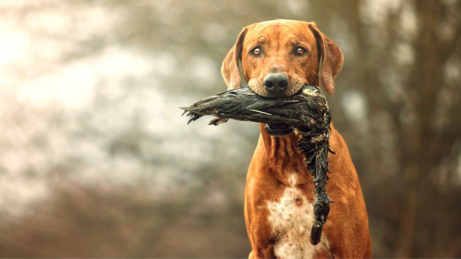 7 Dog Breeds That Make The Best Duck Hunters EN Pet YOLO