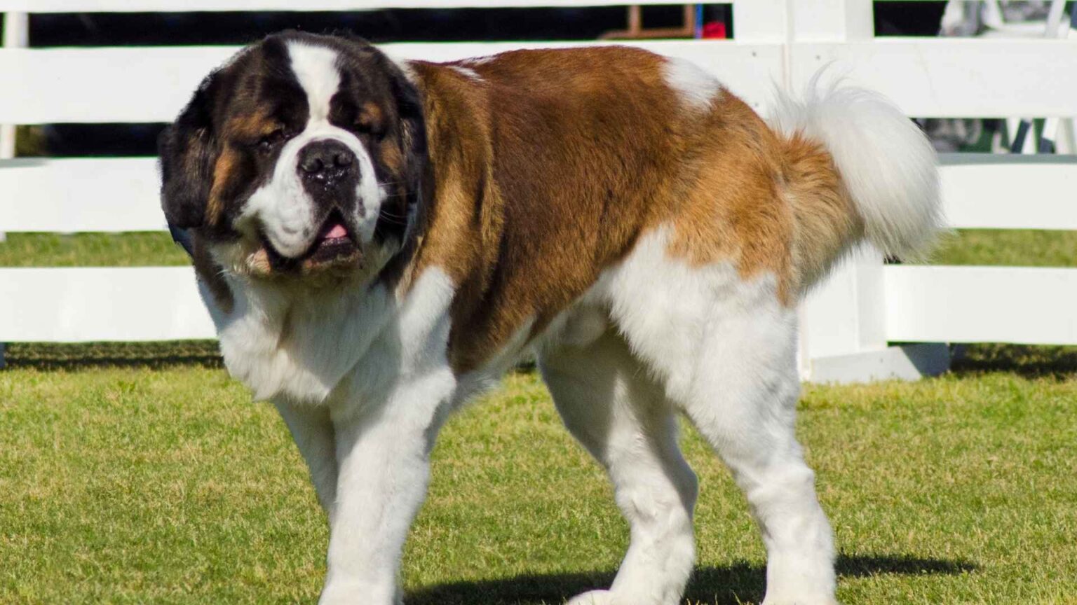 7 Dog Breeds With Big Heads That Are Great Companions EN Pet YOLO