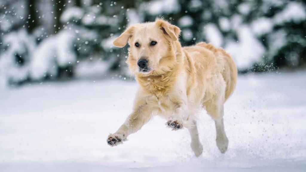 10 Extreme Cold Weather Dog Breeds For Winter Adventures EN Pet YOLO