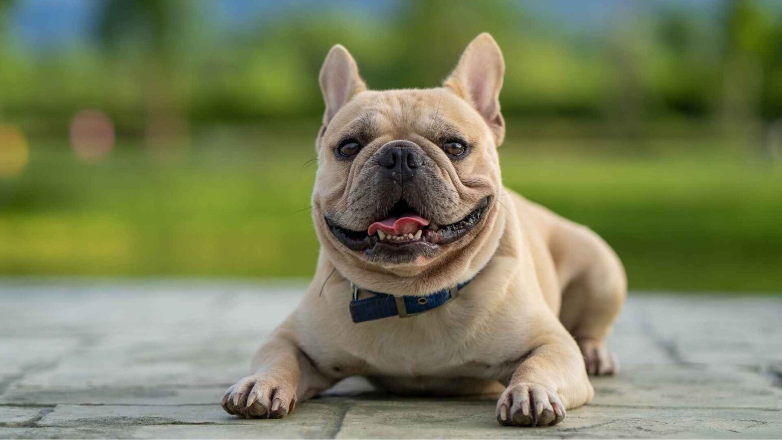 7 Most Goofy Dog Breeds That Will Brighten Your Day EN Pet YOLO